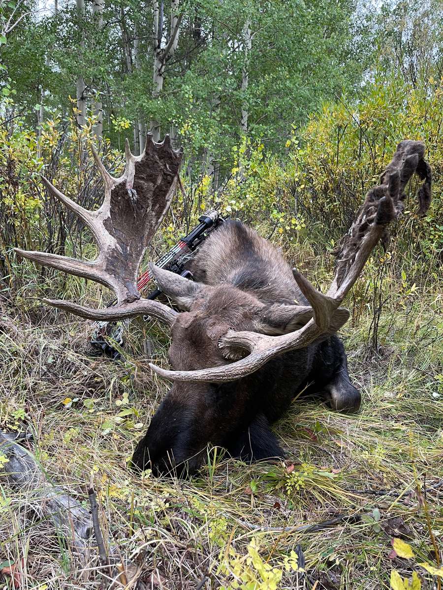 Colorado Shiras Moose Hunting Outfitters | Guided Moose Hunts Colorado