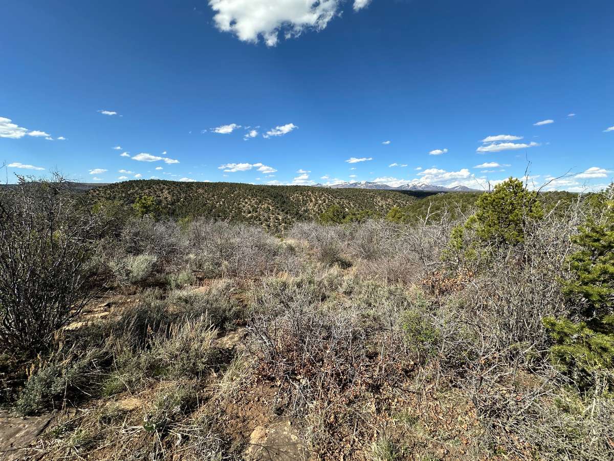 Guided Merriam's Turkey Hunts | Colorado Turkey Hunting Outfitters