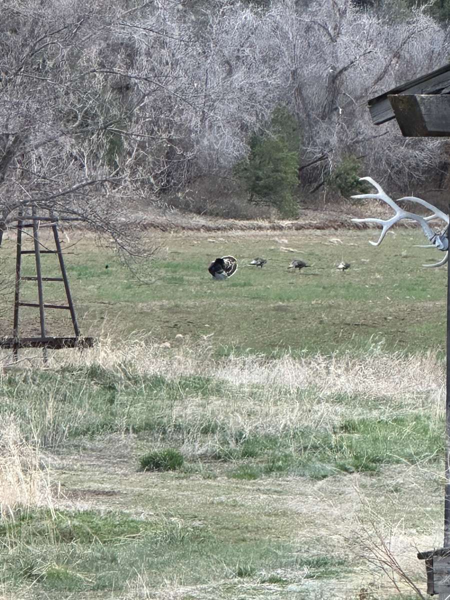 Guided Merriam's Turkey Hunts | Colorado Turkey Hunting Outfitters