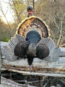 Guided Merriam's Turkey Hunts | Colorado Turkey Hunting Outfitters